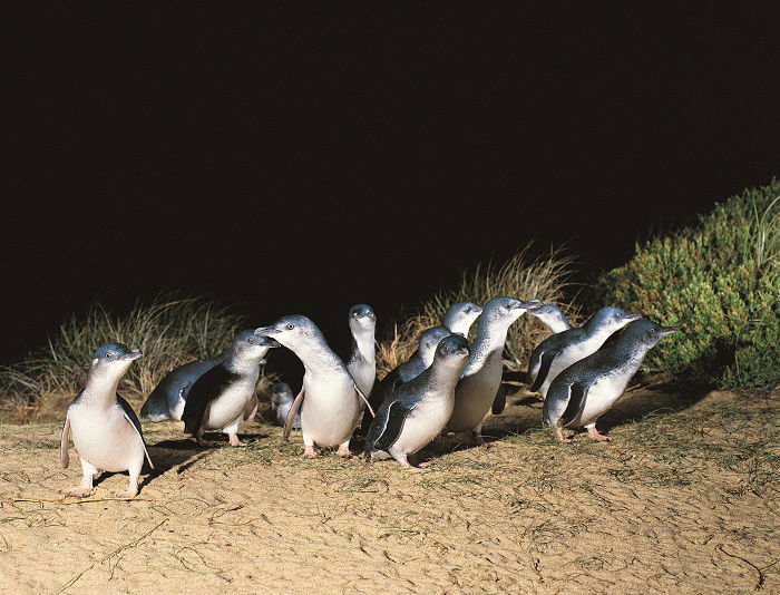 Evening Penguin Parade Tour $105