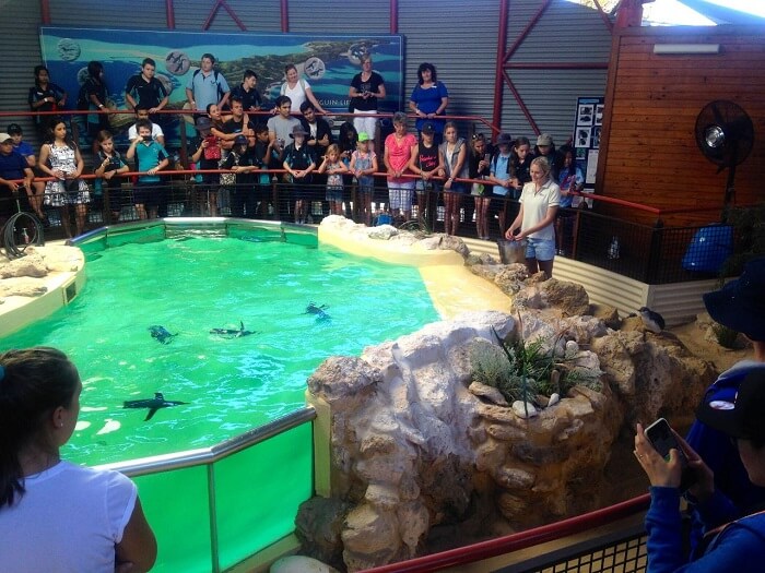 Penguin Island Tour from Perth with Caversham Wildlife Park $189