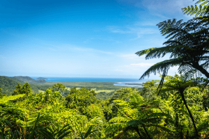 Why is the Daintree Rainforest important?