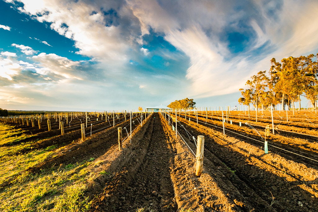 Hunter Valley Wine Tours from $115 | Best Hunter Valley Day Trips in 2023