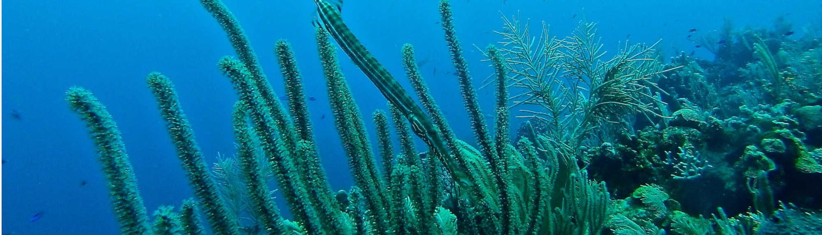 The Best Reefs in the Great Barrier Reef
