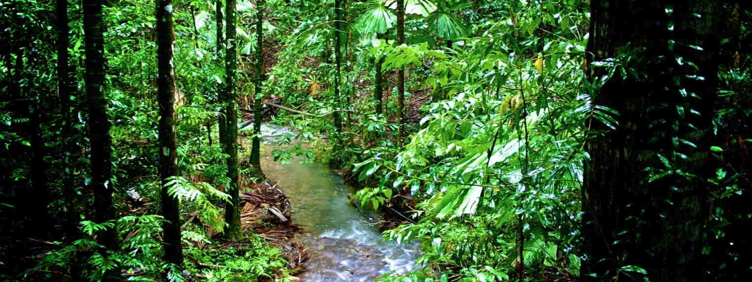 Fruits of the Daintree