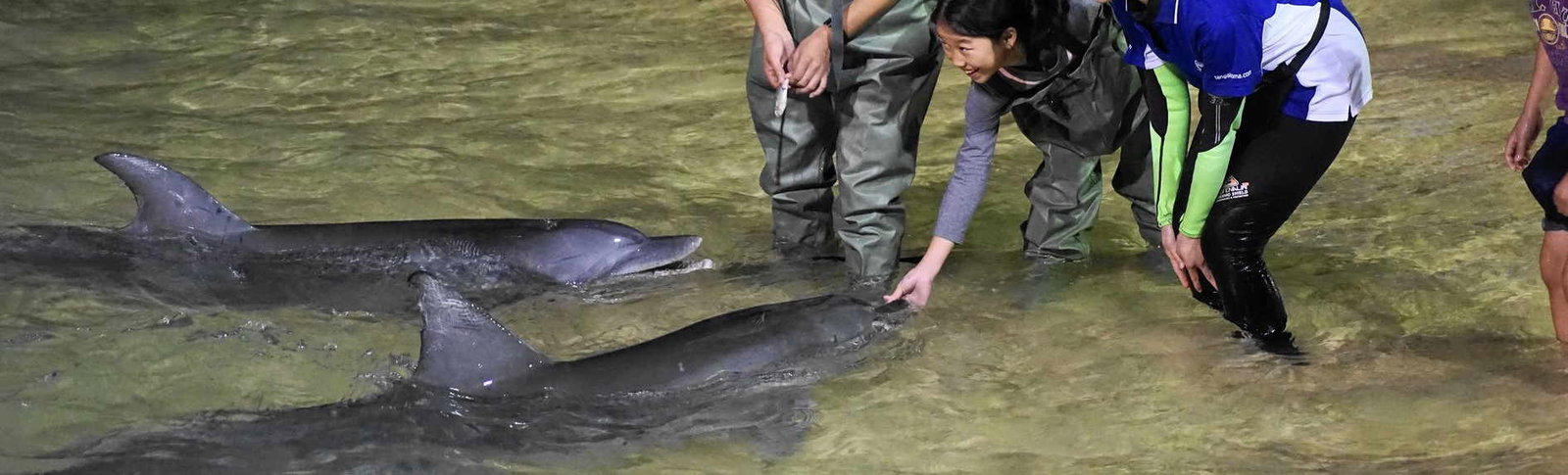 How much is dolphin feeding at Tangalooma?