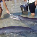 4 Day Monkey Mia Tour $1395